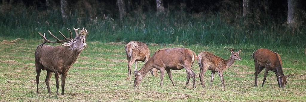 TEST / TEST / LE BRAME DU CERF / TEST / TEST / - Domaine et Ecole de Belval